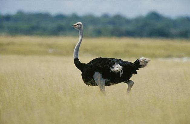 Strauß (Strauß Struthio camelus) im Steckbrief - Merkmale, Vorkommen ...