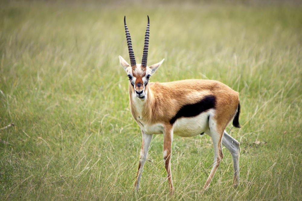 Thomsongazelle (Gazella thomsoni) im Steckbrief - Merkmale, Vorkommen ...