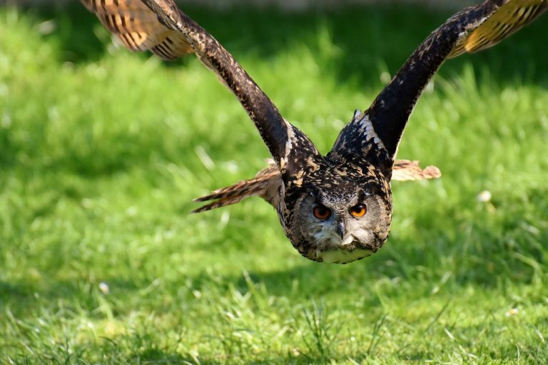 Uhu (Bubo bubo) im Steckbrief - Merkmale, Vorkommen, Verhalten etc.