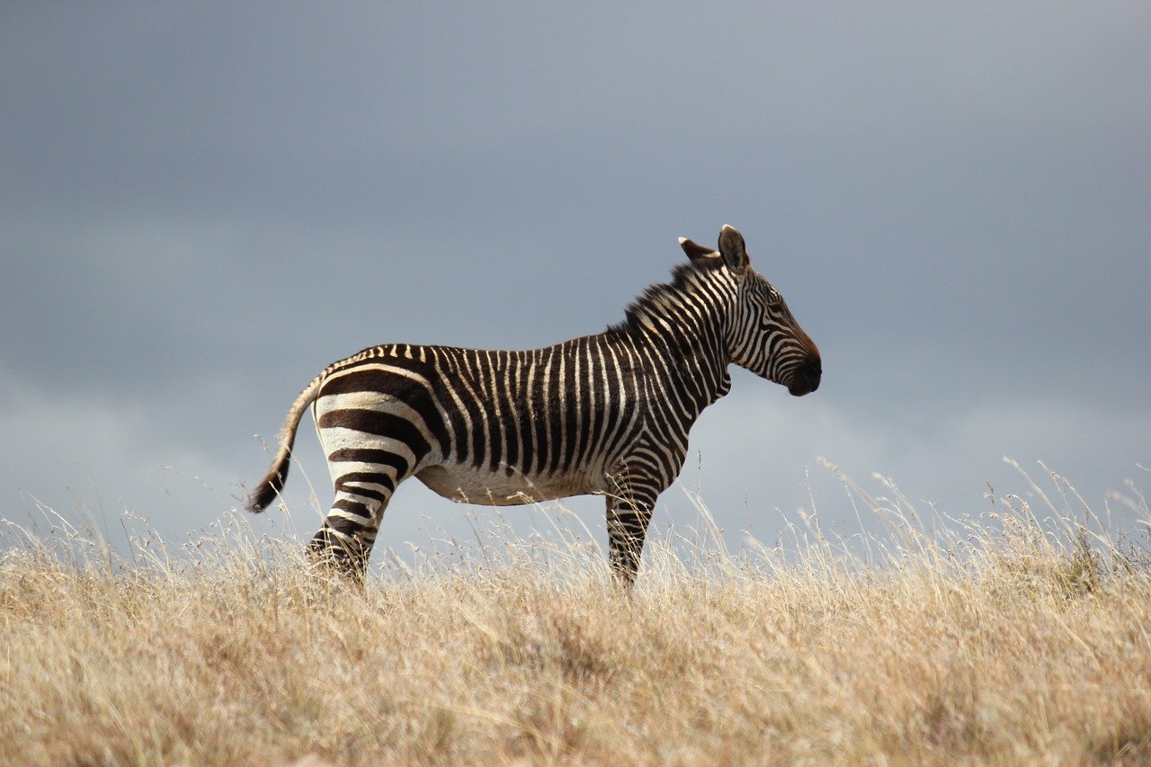 Zebra (Equus quagga) im Steckbrief - Merkmale, Vorkommen, Verhalten etc. Zebra (Equus quagga) im Steckbrief - Merkmale, Vorkommen, Verhalten etc.