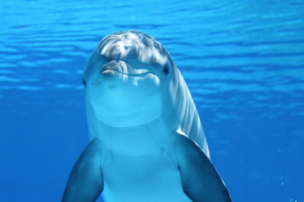 Delfin (Delphis, Delphinidae) im Steckbrief - Merkmale, Vorkommen ...