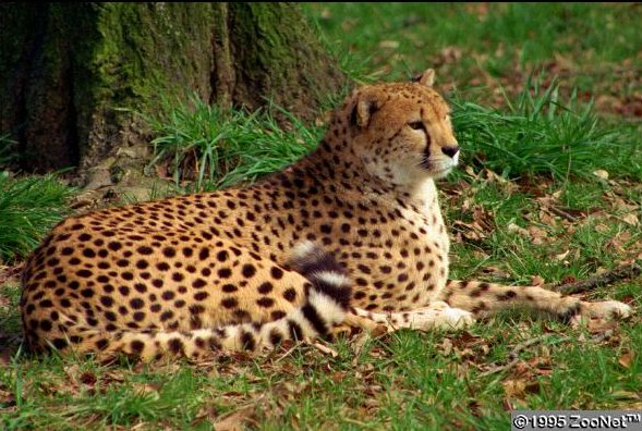 Gepard (Acinonyx jubatus) im Steckbrief - Merkmale, Vorkommen ...