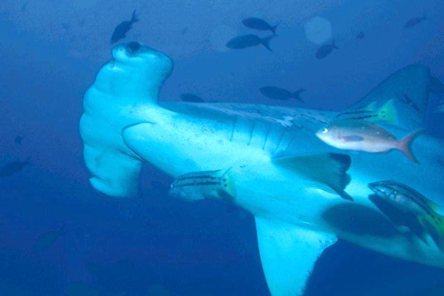 Hammerhai (Sphyrna mokarran) im Steckbrief - Merkmale, Vorkommen ...