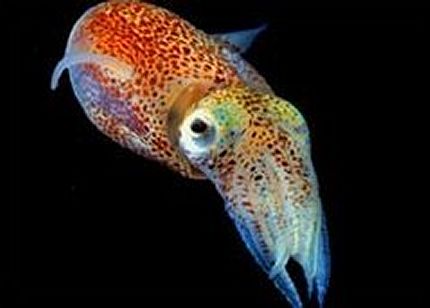 Kalmare (Loliginidae) - Tierenzyklopaedie