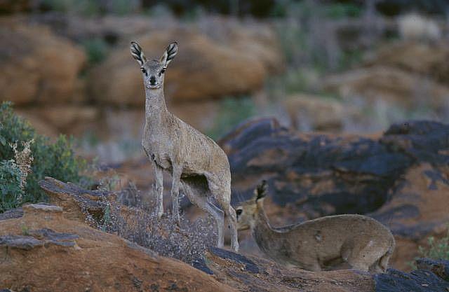 Klippspringer (Oreotragus oreotragus) im Steckbrief - Merkmale ...