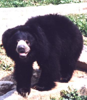Lippenbär (Melursus ursinus Sloth Bear Ours Lippu de l'inde) im ...