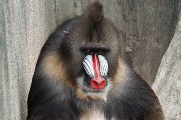 Mandrill (Mandrillus sphinx) im Steckbrief - Merkmale, Vorkommen ...