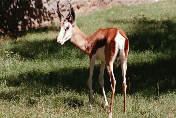 Springbock (Antidorcas marsupialis) im Steckbrief - Merkmale, Vorkommen ...