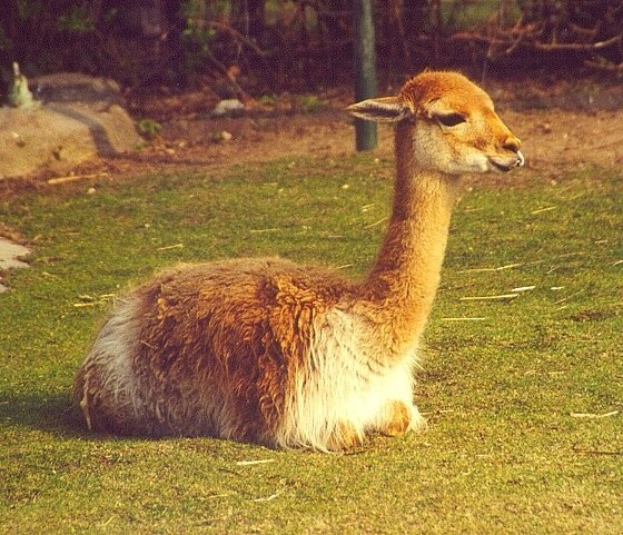 Vikunja (Vicugna vicugna) im Steckbrief - Merkmale, Vorkommen ...