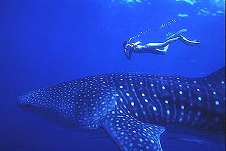 Walhai (Rhincodon typus Chondrichthyes) im Steckbrief - Merkmale ...