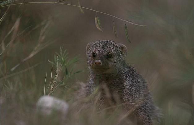 Zebramanguste (Mungos mungo) im Steckbrief - Merkmale, Vorkommen ...