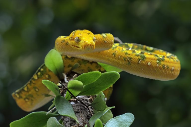 Baumpython (Morelia viridis) im Steckbrief - Merkmale, Vorkommen ...