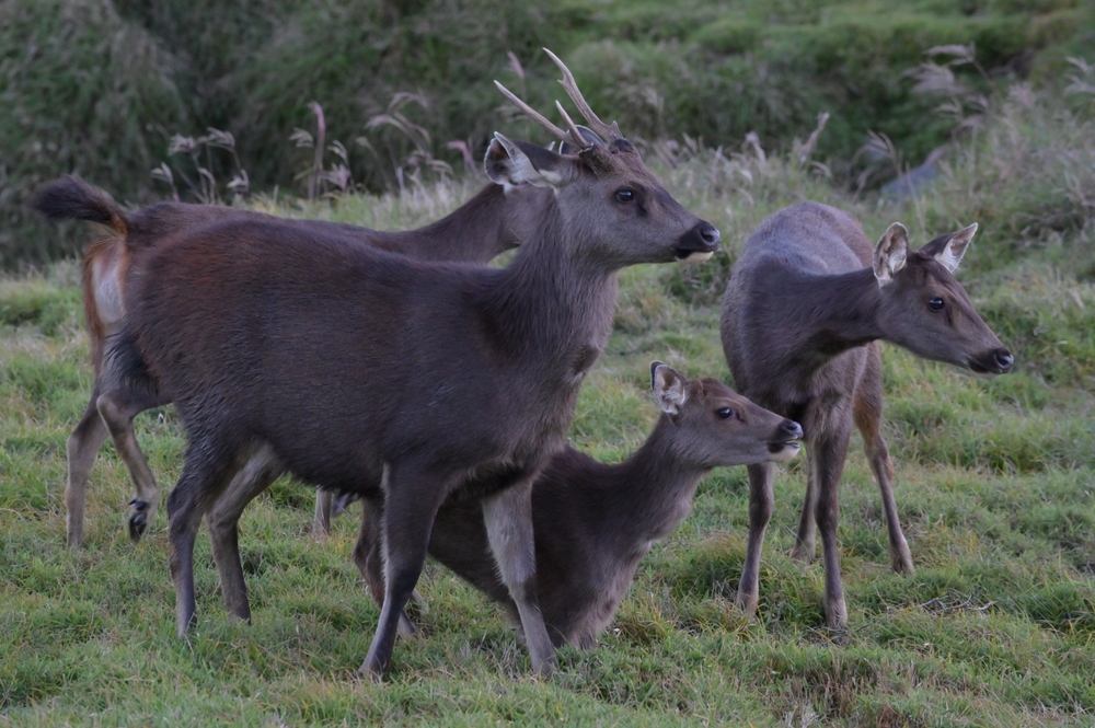Paarhufer (Artiodactyla) - Tierenzyklopaedie