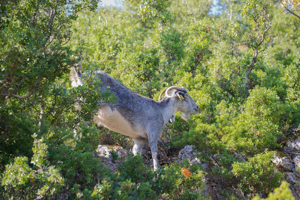 Paarhufer (Artiodactyla) - Tierenzyklopaedie