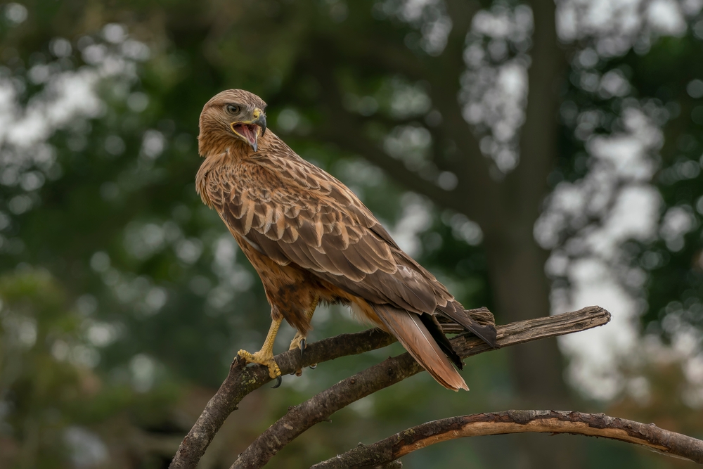 Adlerbussard (Buteo rufinus) im Steckbrief - Merkmale, Vorkommen ...
