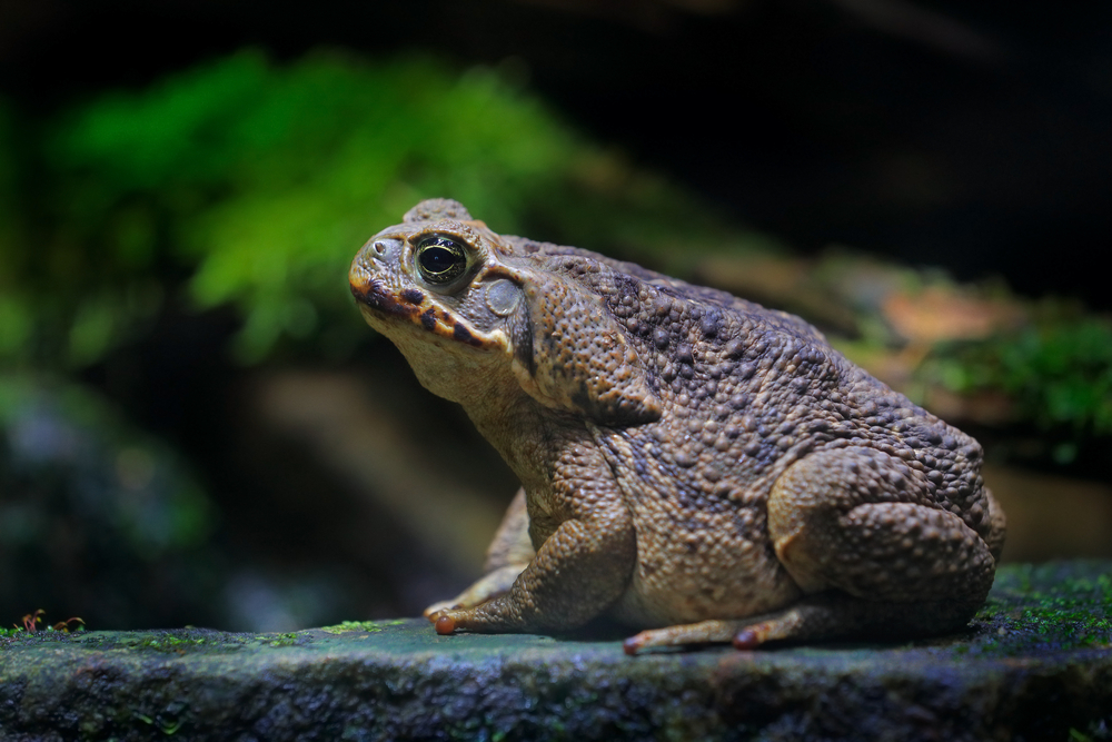 Aga-Kröte (Rhinella marina) im Steckbrief - Merkmale, Vorkommen ...