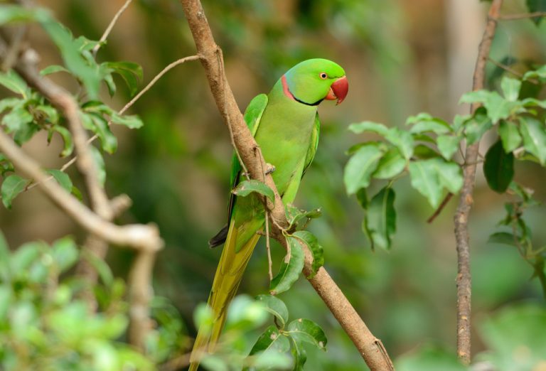 Alexandersittich (Psittacula eupatria) im Steckbrief - Merkmale ...