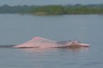 Amazonasdelfin (Inia geoffrensis) im Steckbrief - Merkmale, Vorkommen ...