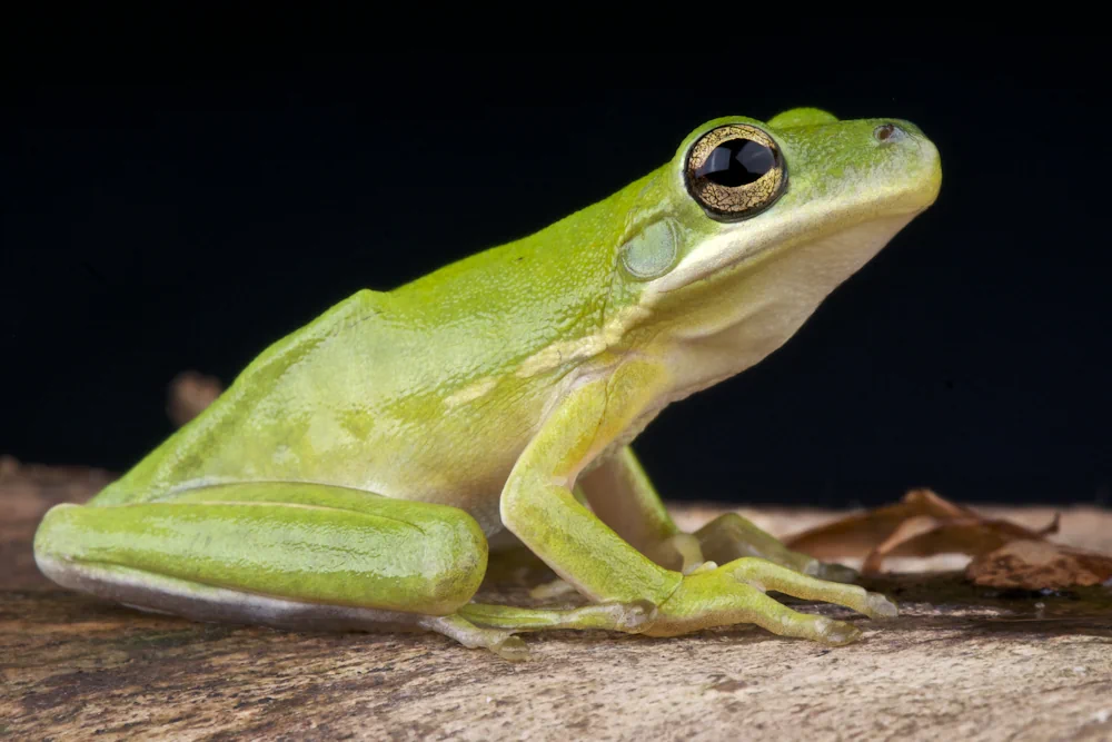 Amerikanischer Laubfrosch (Hyla cinerea) im Steckbrief - Merkmale ...