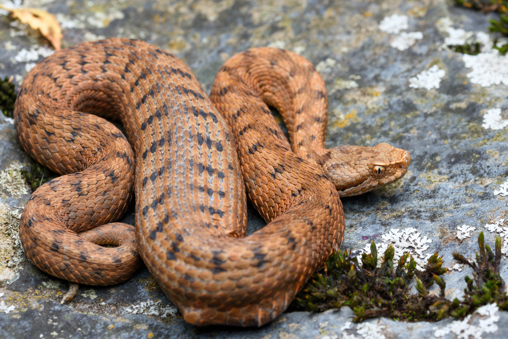 Aspisviper (Vipera aspis) im Steckbrief - Merkmale, Vorkommen ...