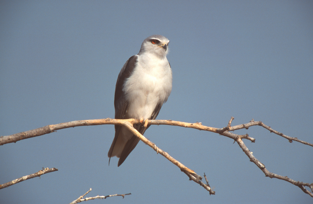 Australischer Gleitaar (petaurus australis) im Steckbrief - Merkmale ...