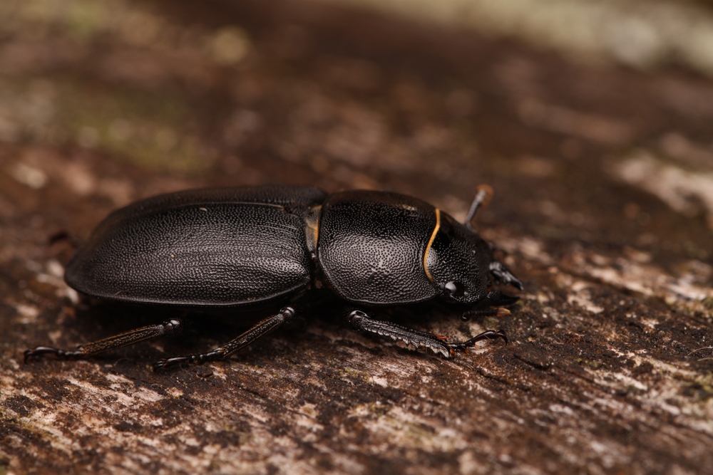 Balkenschröter (Dorcus parallelipipedus) im Steckbrief - Merkmale, Vorkommen, Verhalten etc.