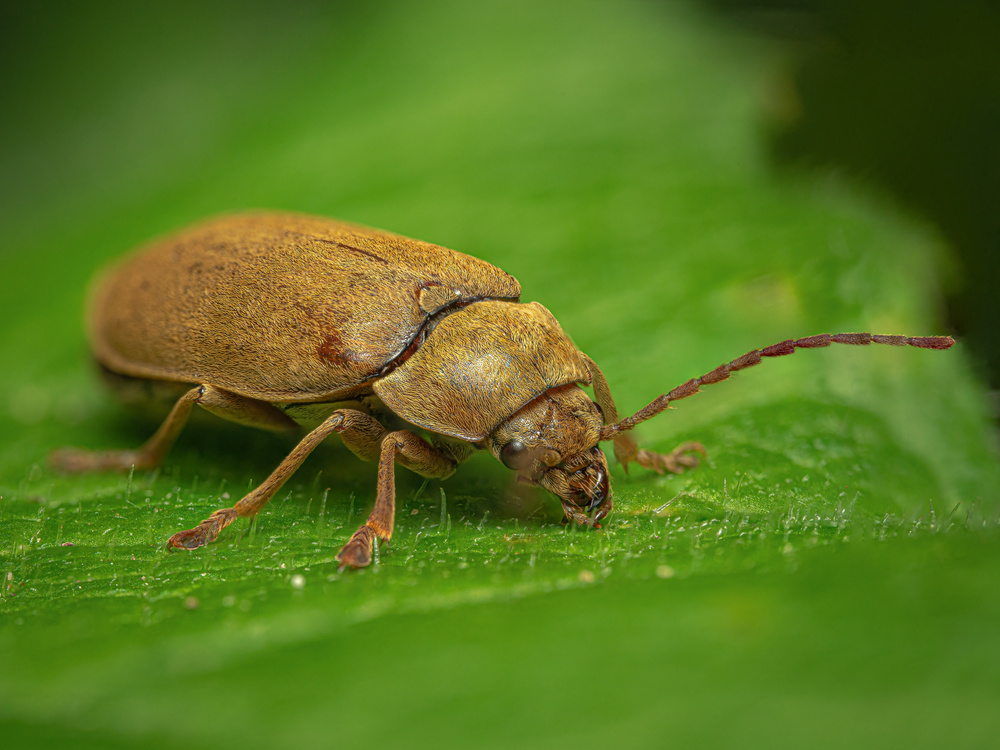 Behaarter Moorweichkäfer (dircaea australis) im Steckbrief - Merkmale ...