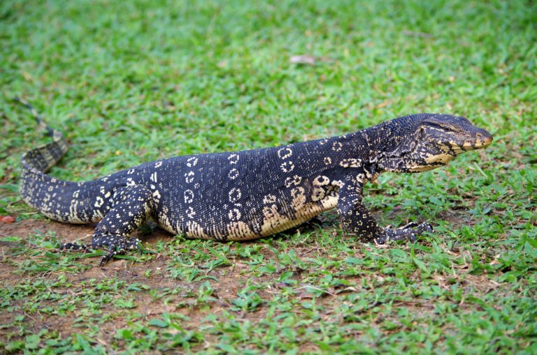 Warane (Varanidae) - Tierenzyklopaedie