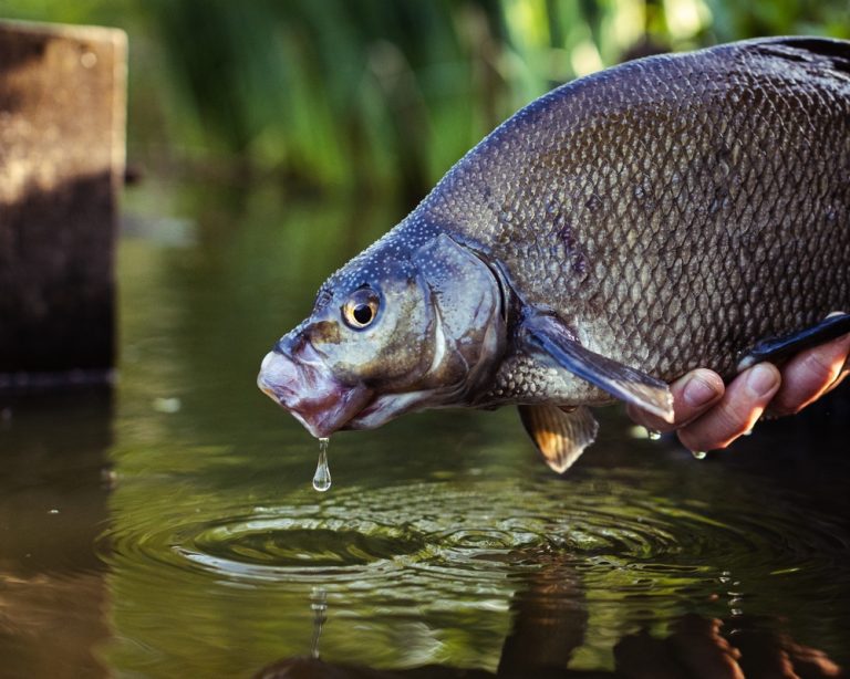 Brachsen (Abramis brama) im Steckbrief - Merkmale, Vorkommen, Verhalten ...