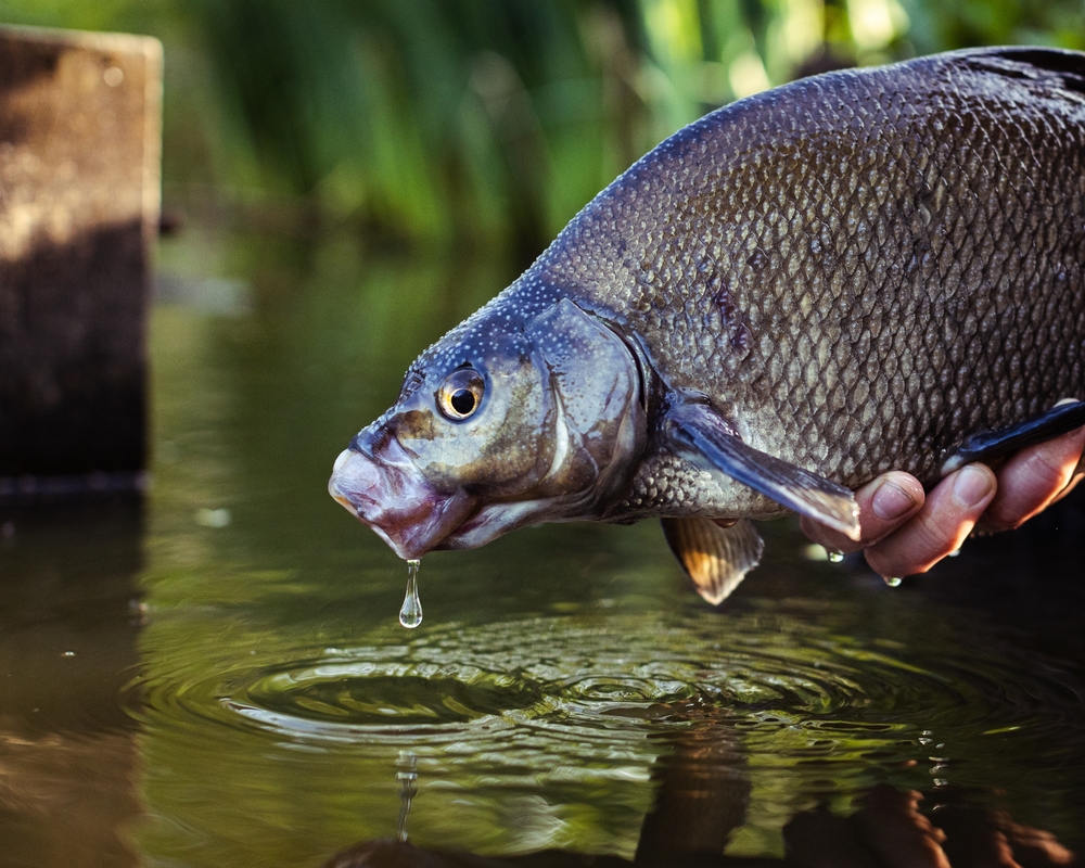 Knochenfische (Osteichthyes) - Tierenzyklopaedie