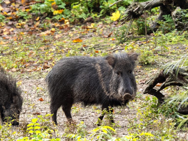 Chaco-Pekari (Catagonus wagneri) im Steckbrief - Merkmale, Vorkommen ...
