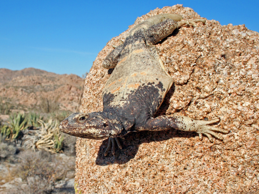 Chuckwalla (Sauromalus ater) im Steckbrief - Merkmale, Vorkommen ...