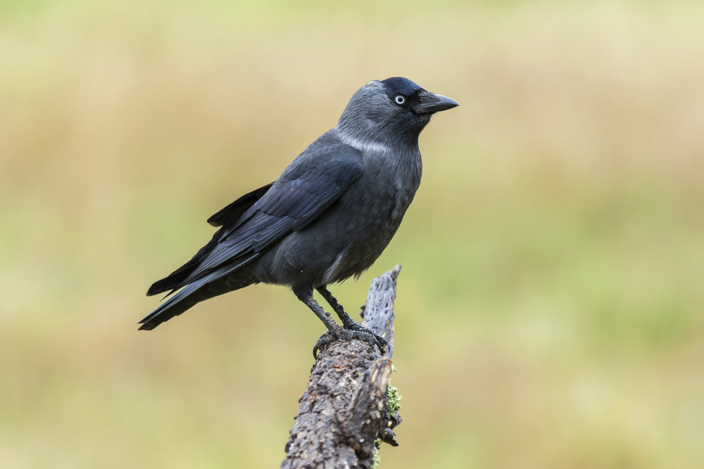 Dohle (Corvus monedula) im Steckbrief - Merkmale, Vorkommen, Verhalten etc.