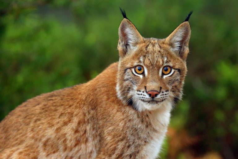 Eurosischer luchs (lynx lynx) im Steckbrief - Merkmale, Vorkommen ...