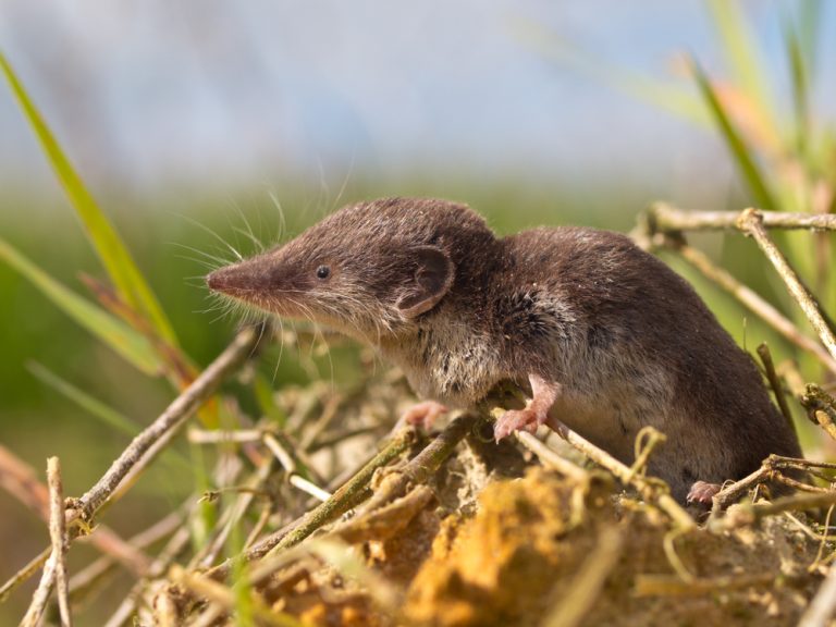 Feldspitzmaus (Crocidura leucodon) im Steckbrief - Merkmale, Vorkommen ...