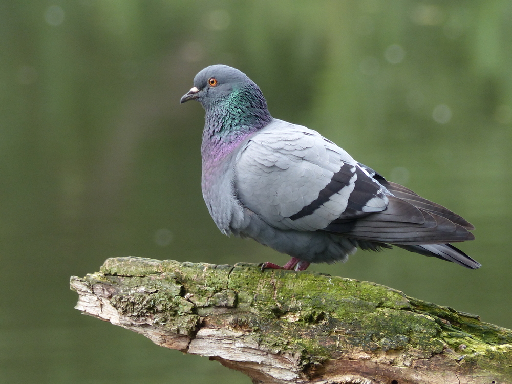 Felsentaube (Columba livia) im Steckbrief - Merkmale, Vorkommen ...