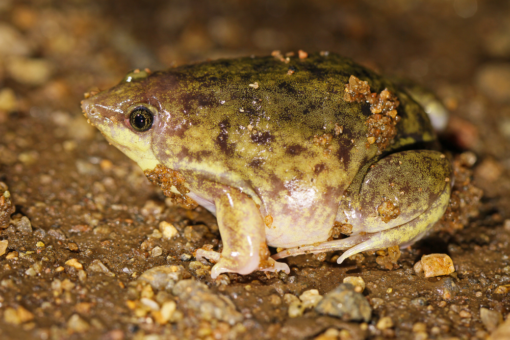 Ferkelfrosch (pyxicephalus adspersus) im Steckbrief - Merkmale ...