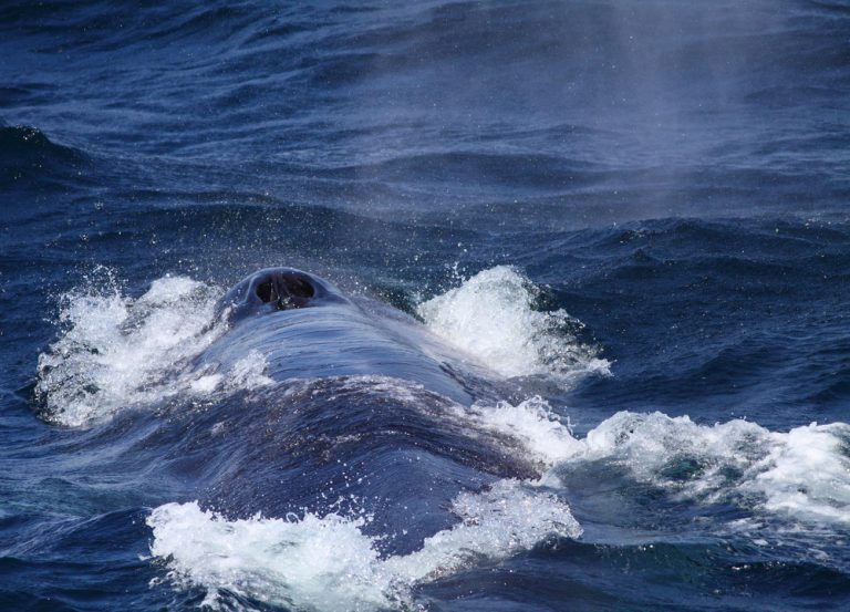 Furchenwale (Balaenopteridae) Archive - Tierenzyklopaedie