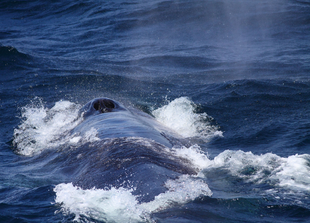Finnwal (Balaenoptera physalus) im Steckbrief - Merkmale, Vorkommen ...