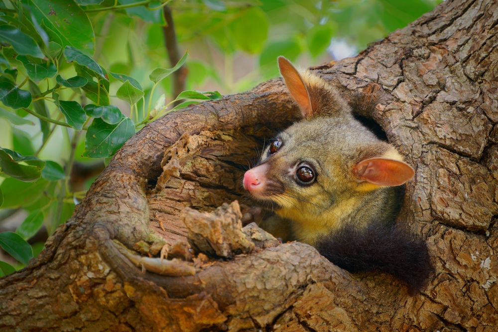 Fuchskusu (Trichosurus vulpecula) im Steckbrief - Merkmale, Vorkommen ...