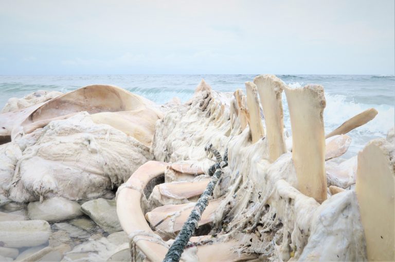 Furchenwale (Balaenopteridae) Archive - Tierenzyklopaedie