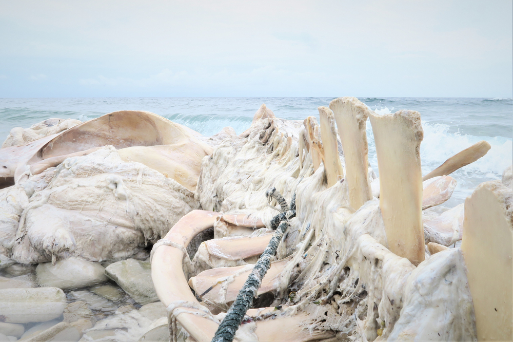 Furchenwal (balaenopteridae) im Steckbrief - Merkmale, Vorkommen ...