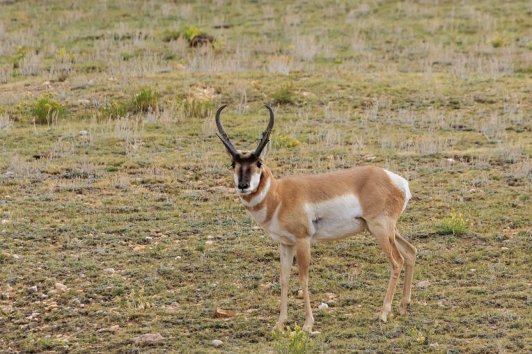 Gabelbock (dicrocerus elegans) im Steckbrief - Merkmale, Vorkommen ...