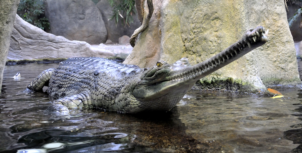 Ganges-Gavial (Gavialis gangeticus) im Steckbrief - Merkmale, Vorkommen ...