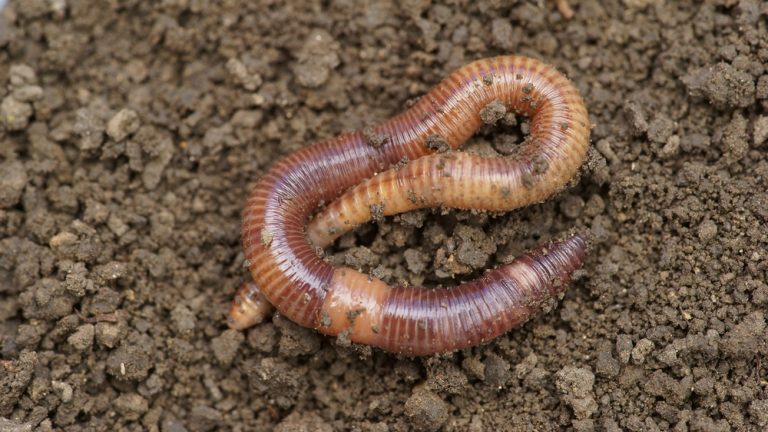 Gürtelwürmer (Clitellata) - Tierenzyklopaedie