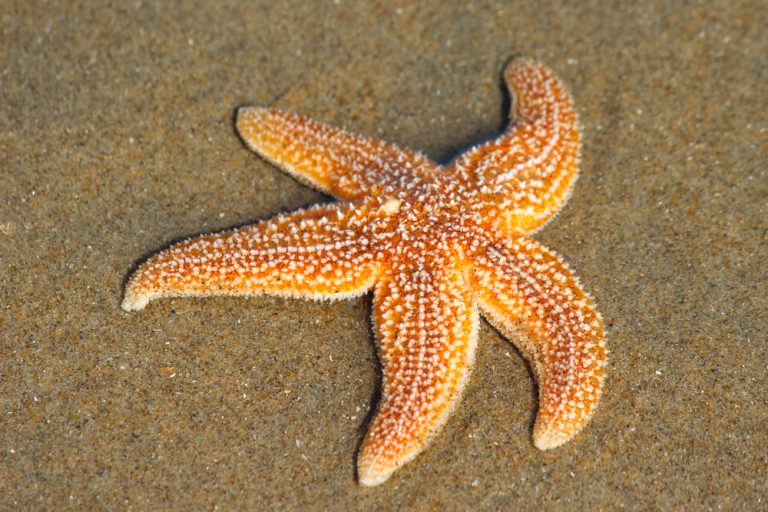 Seesterne (Asteroidea) - Tierenzyklopaedie