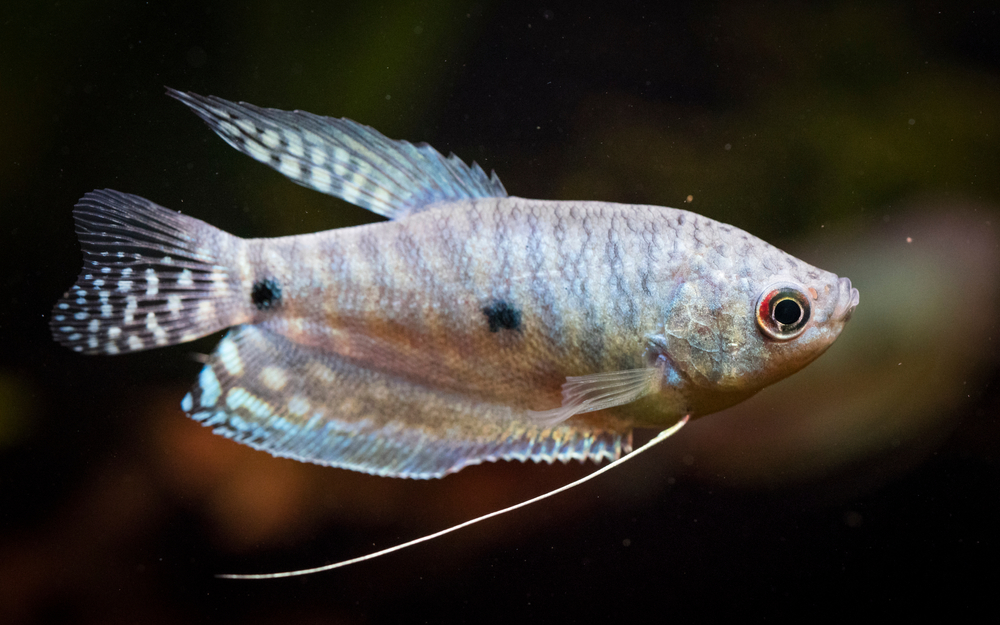 Gepunkteter Fadenfisch (trichiurus lepturus) im Steckbrief - Merkmale ...