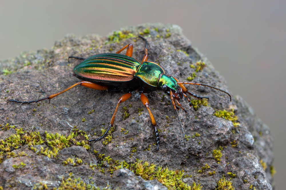 Goldlaufkäfer (Auratus) im Steckbrief - Merkmale, Vorkommen, Verhalten etc.