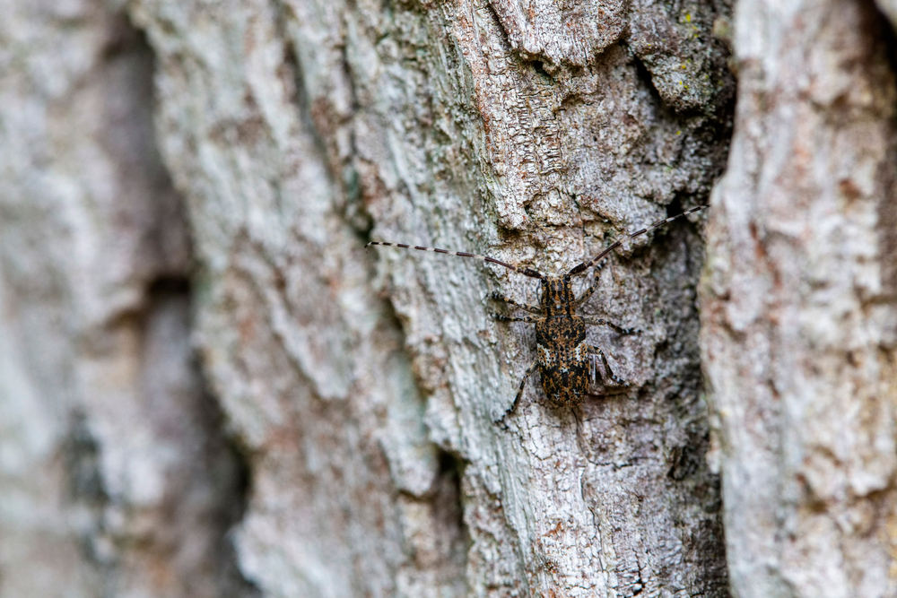 Graubindiger Augenfleckbock (planctosphaeroidea) im Steckbrief ...