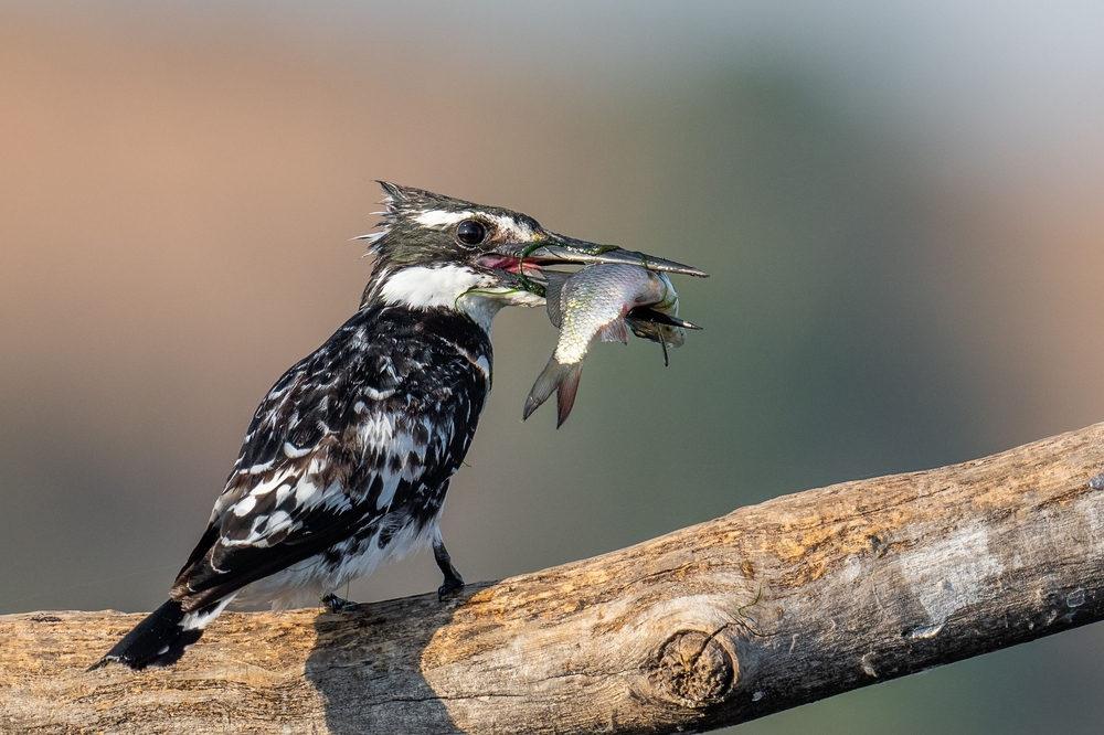 Graufischer im Steckbrief - Merkmale, Vorkommen, Verhalten etc.